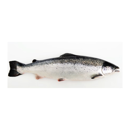 Norwejin Salmon (Per Kg) - Niamm Seafood